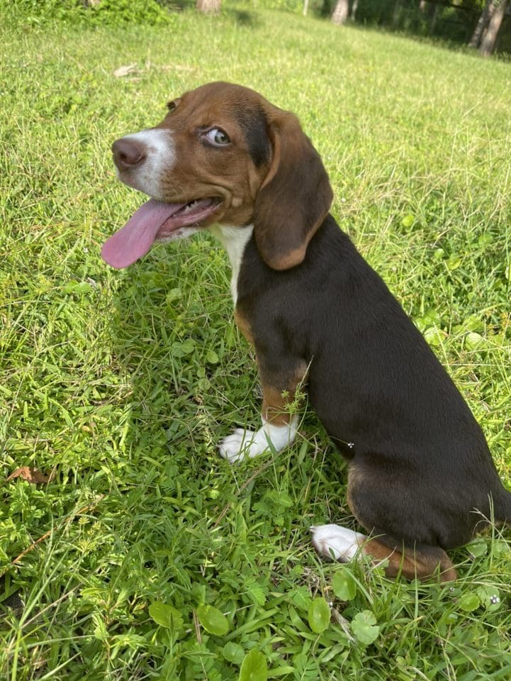 Sherman - E.A.R.S. ANIMAL RESCUE & SANCTUARY, INC.