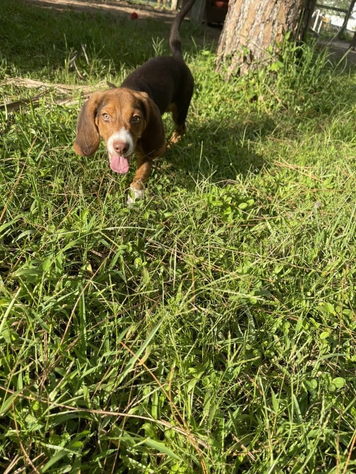 Sherman - E.A.R.S. ANIMAL RESCUE & SANCTUARY, INC.