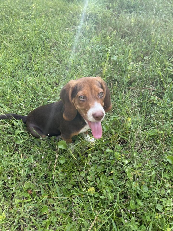 Sherman - E.A.R.S. ANIMAL RESCUE & SANCTUARY, INC.