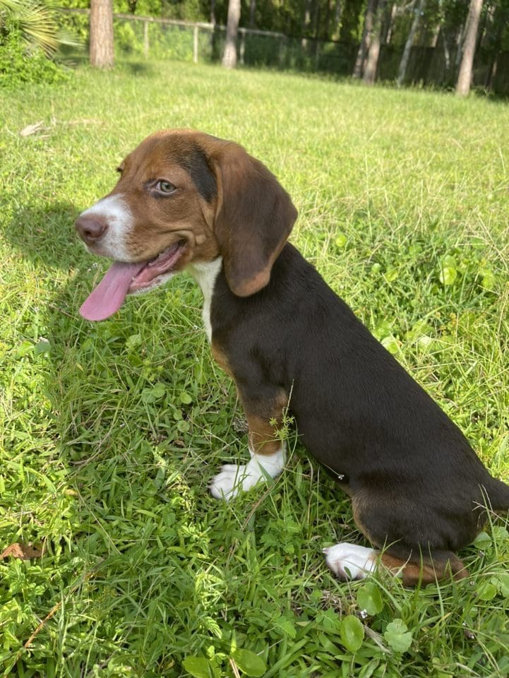 Sherman - E.A.R.S. ANIMAL RESCUE & SANCTUARY, INC.