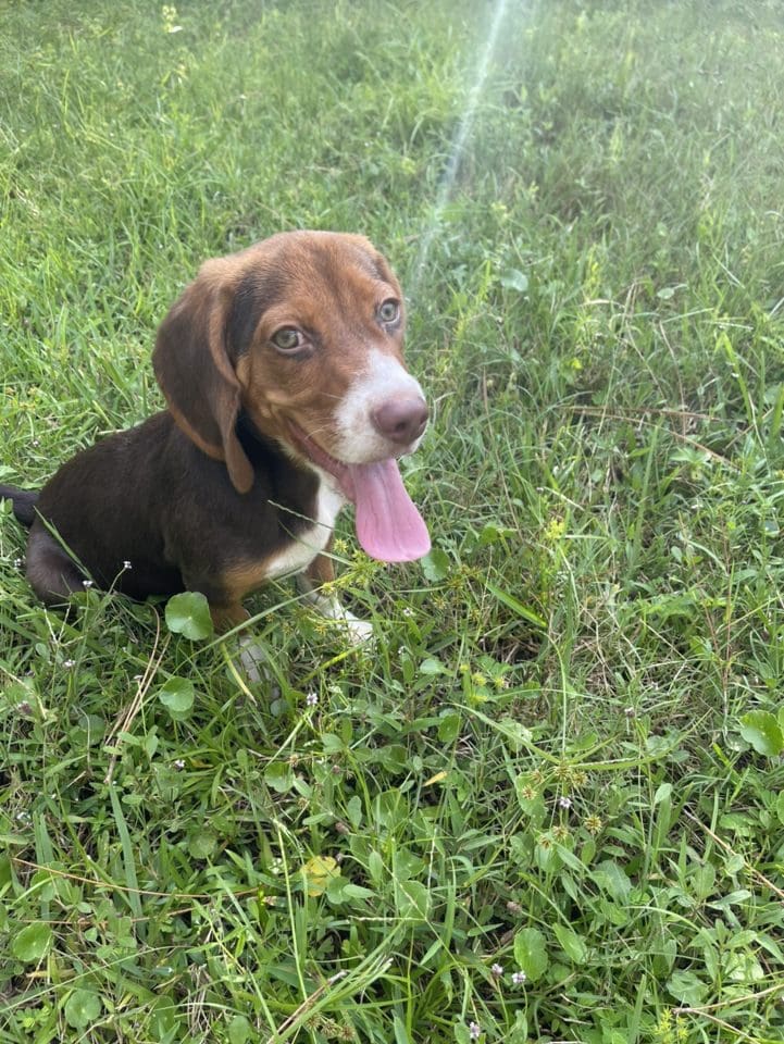 Sherman - E.A.R.S. ANIMAL RESCUE & SANCTUARY, INC.