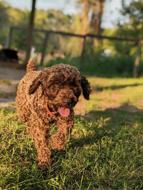 Baye - E.A.R.S. ANIMAL RESCUE & SANCTUARY, INC.