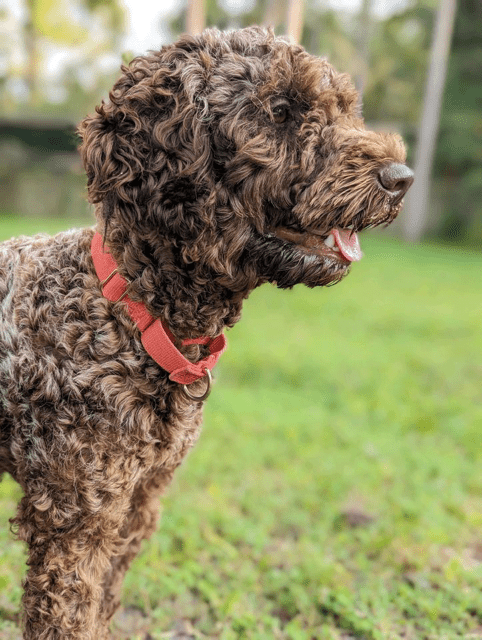 Baye - E.A.R.S. ANIMAL RESCUE & SANCTUARY, INC.